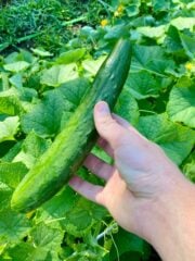 How to Grow the Best Heirloom Cucumbers - Heirloom Grown