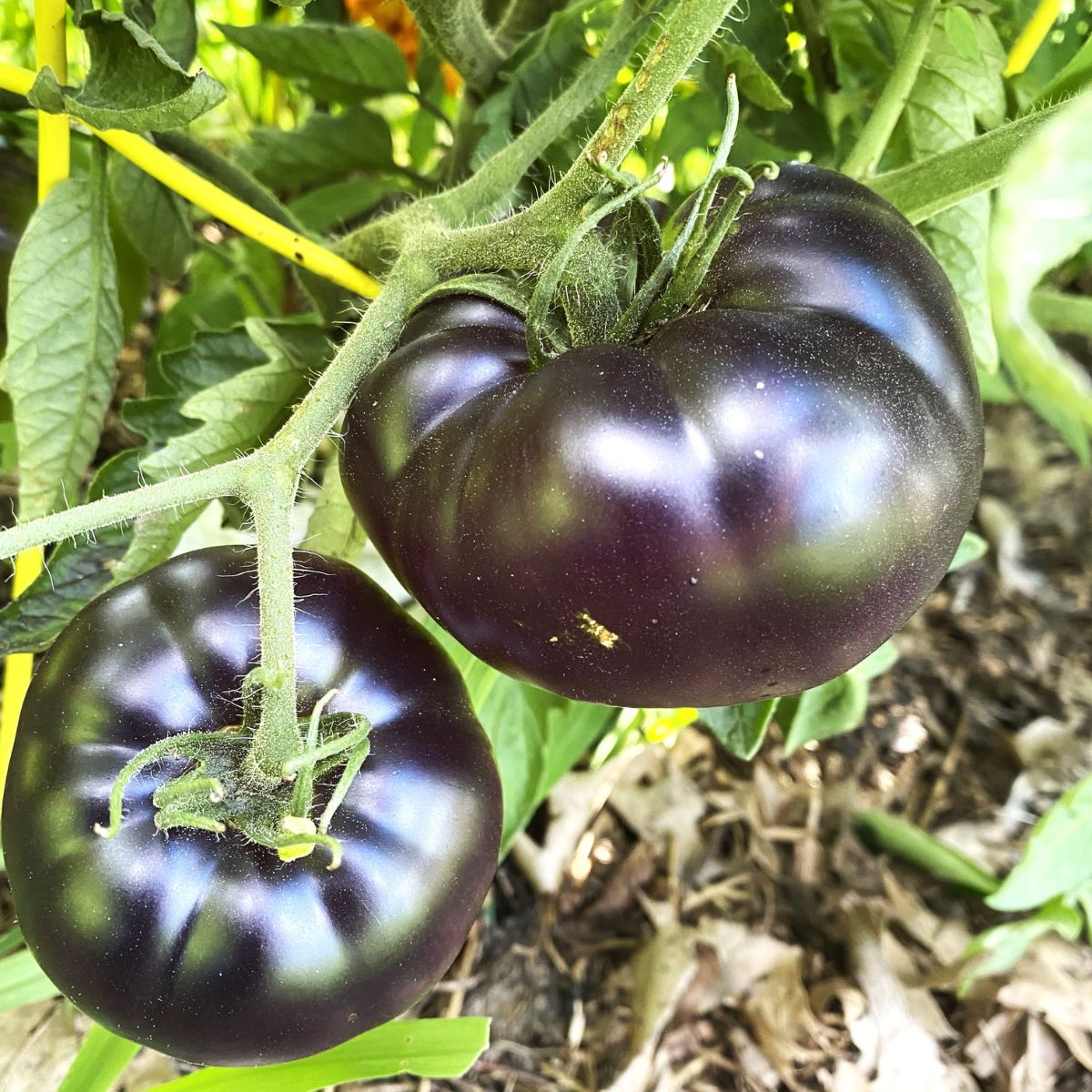 Amazing Benefits of Growing Heirloom Plants - Heirloom Grown