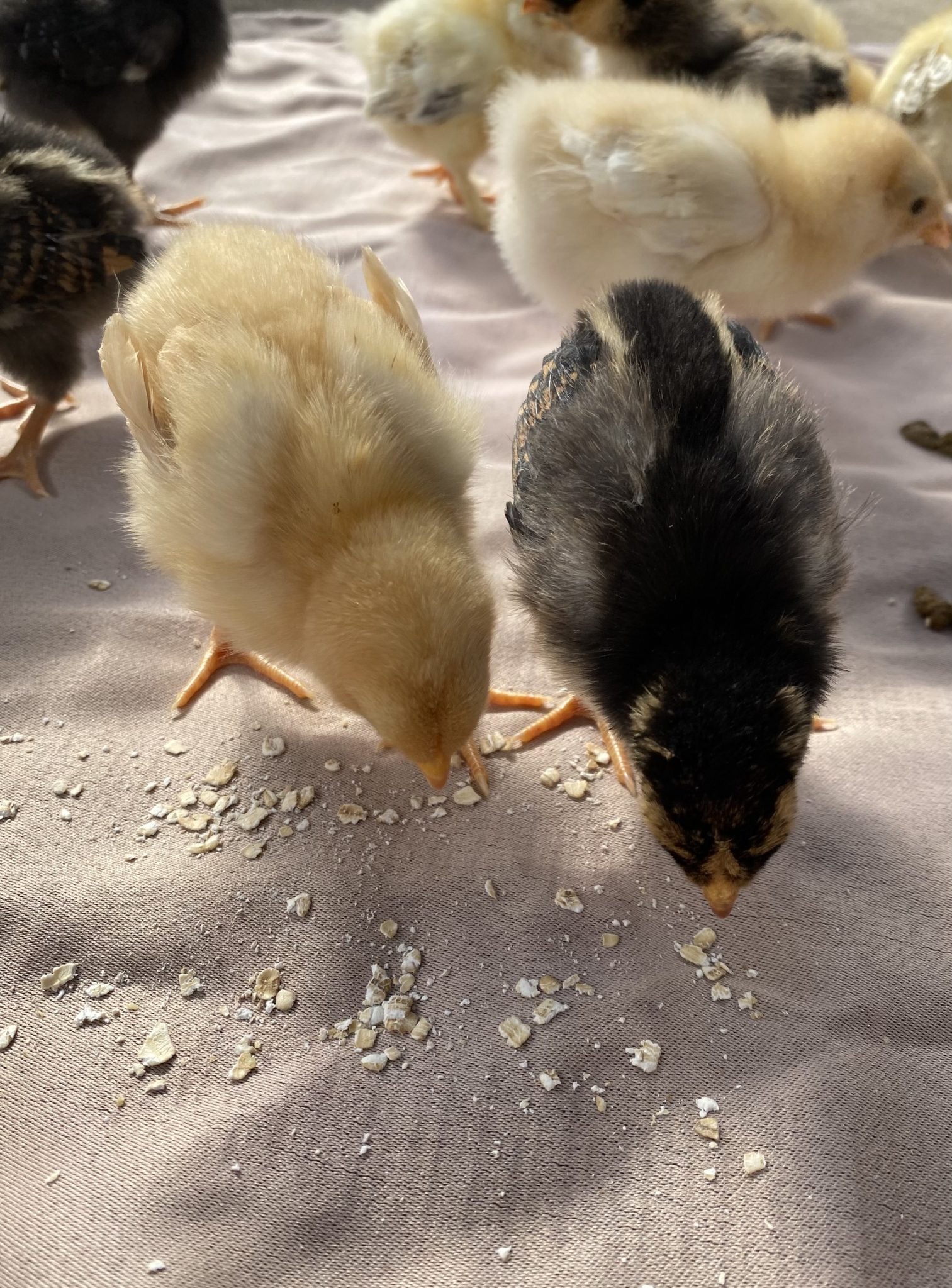 Simple ways to boost your chicks immune health - Heirloom Grown