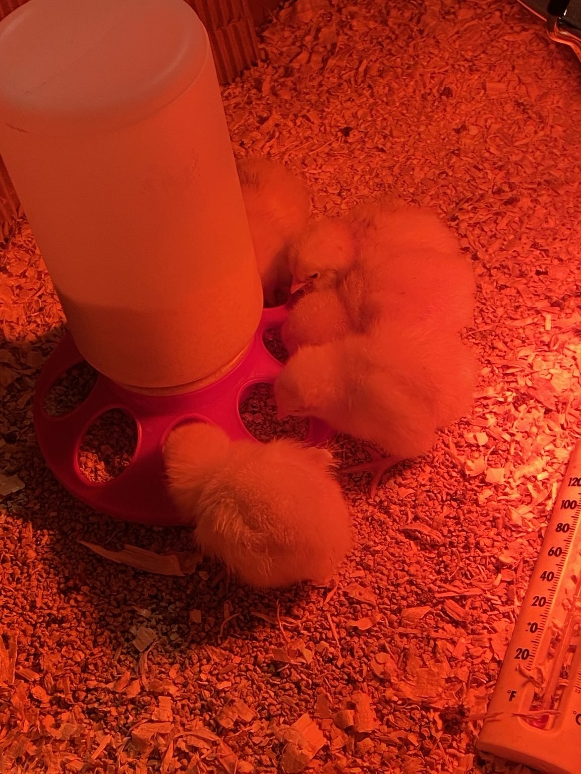 How Much Feed Do Chickens Eat Per Day - Heirloom Grown