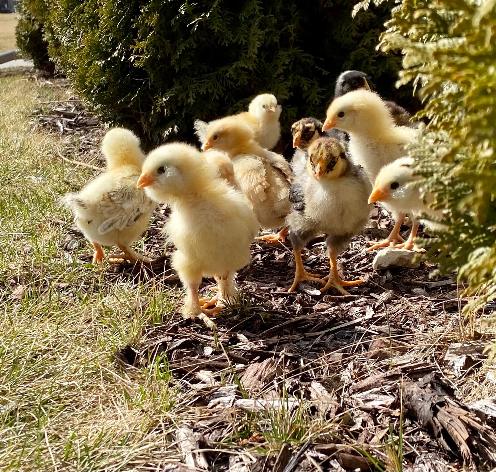 Simple ways to boost your chicks immune health - Heirloom Grown