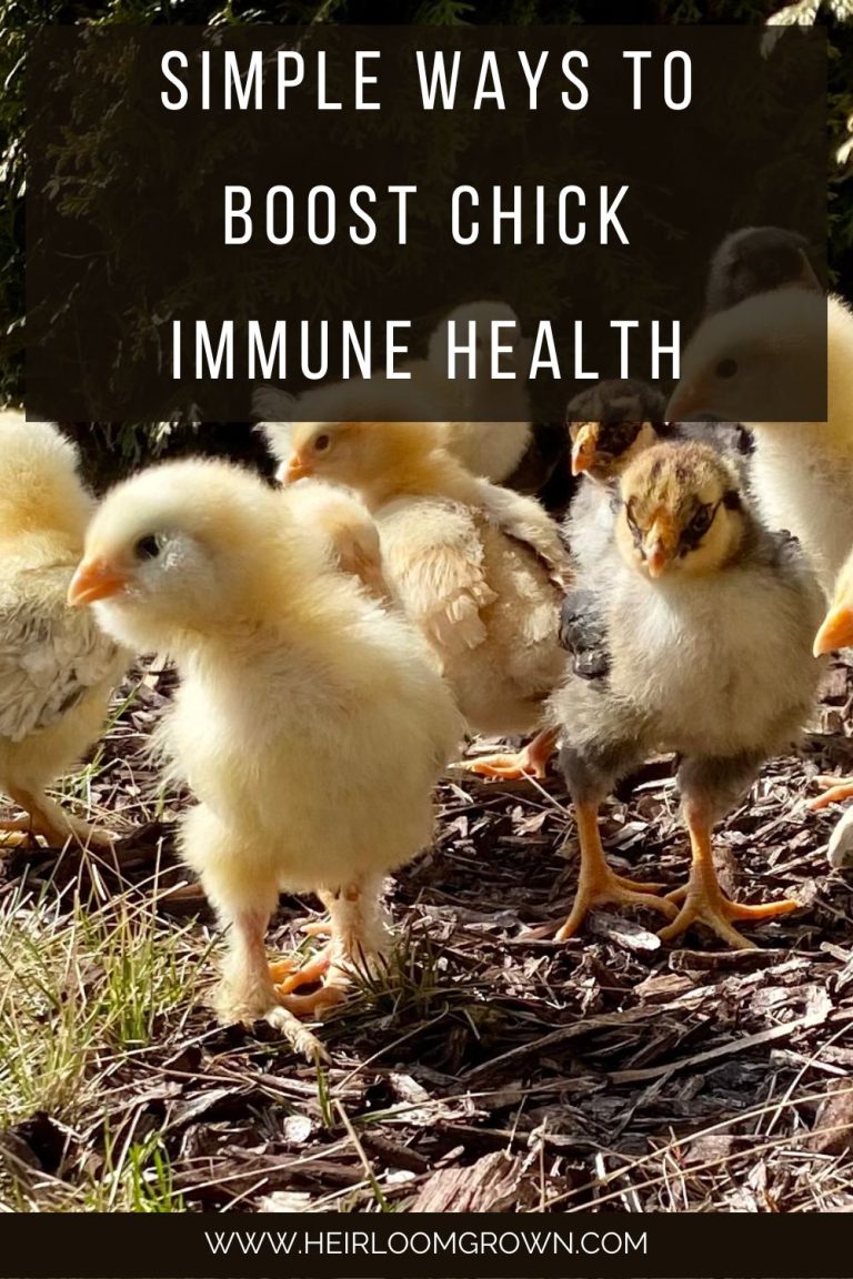 Simple ways to boost your chicks immune health - Heirloom Grown