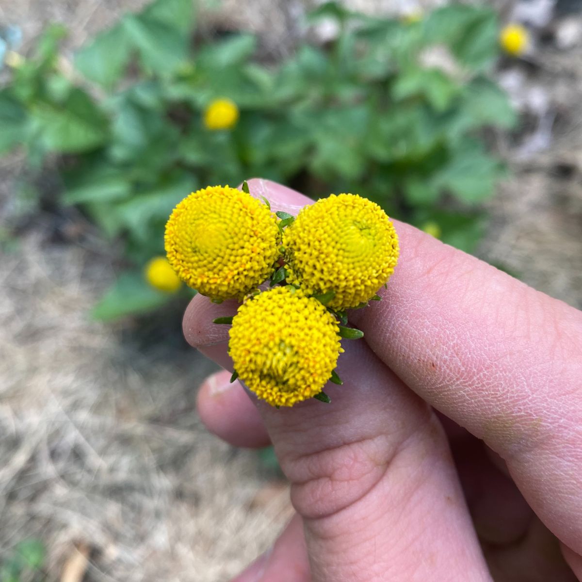 How to grow buzz buttons - Heirloom Grown