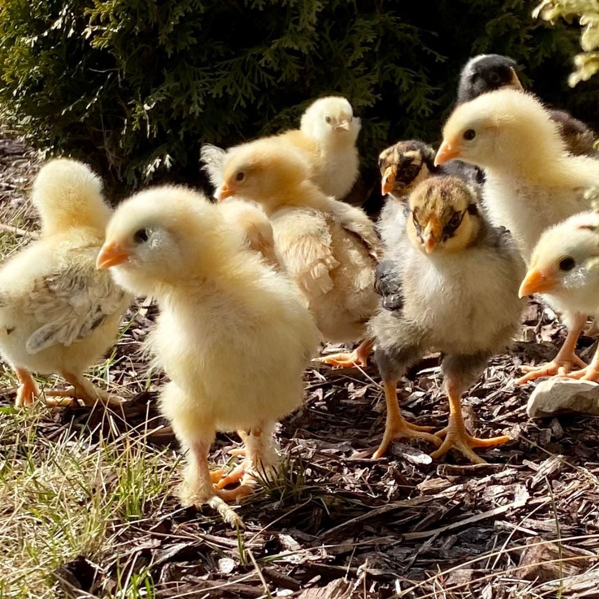 Simple ways to boost your chicks immune health - Heirloom Grown