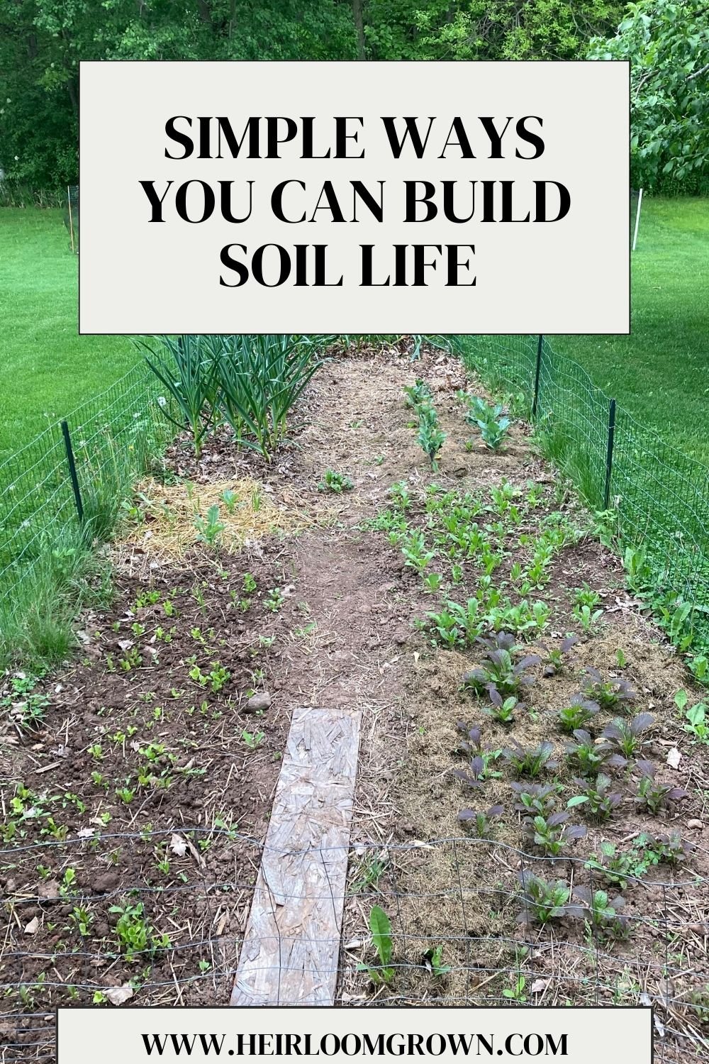 Simple ways you can build soil life - Heirloom Grown