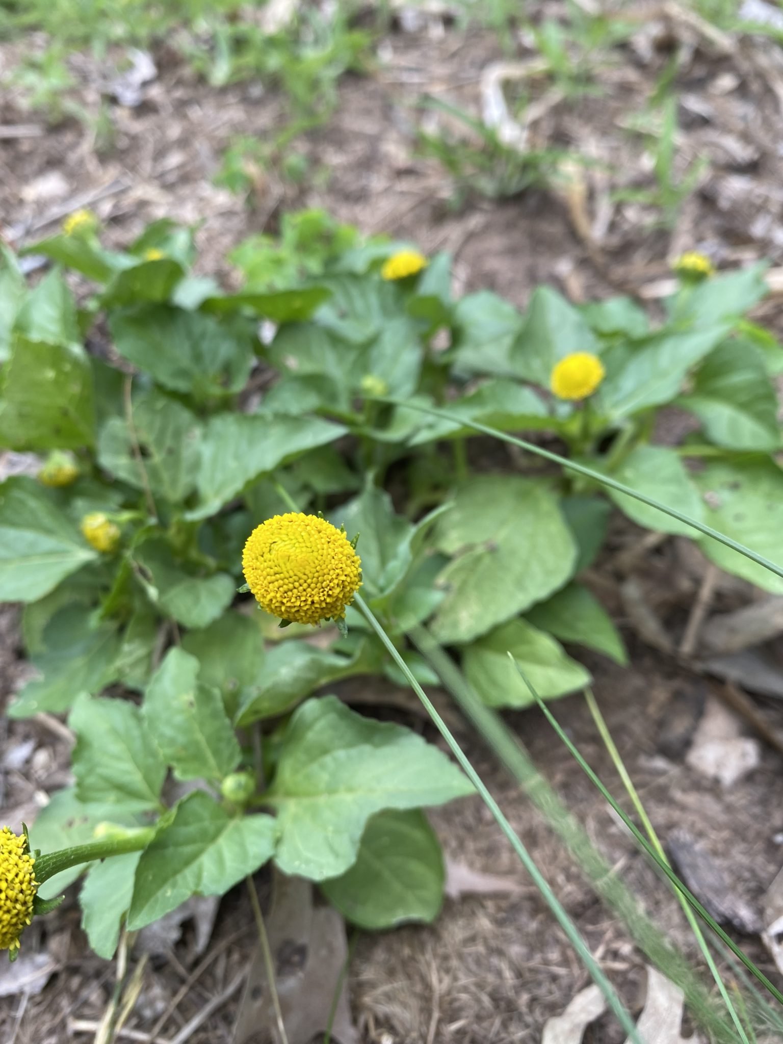 How to grow buzz buttons - Heirloom Grown
