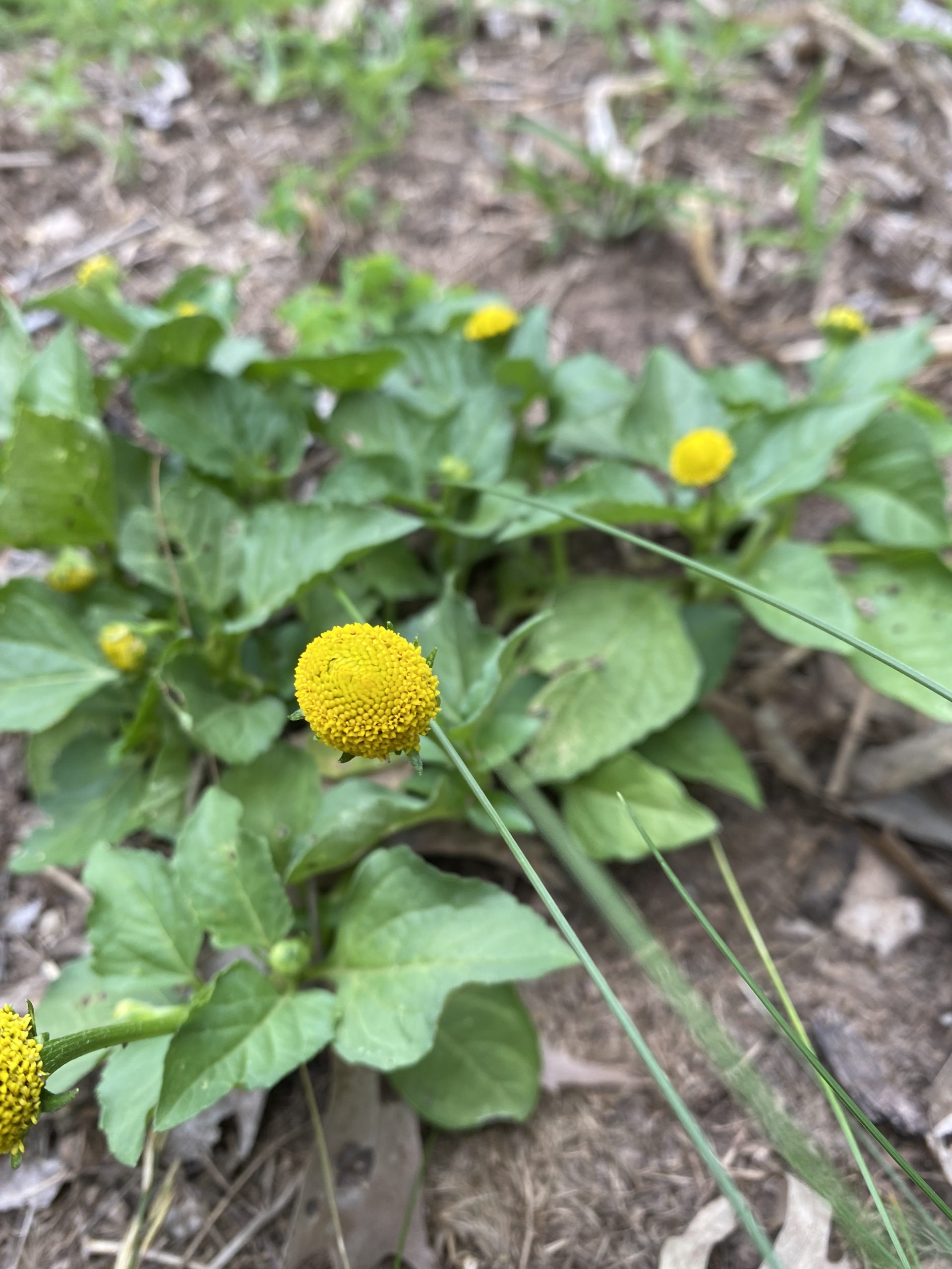 How to grow buzz buttons - Heirloom Grown