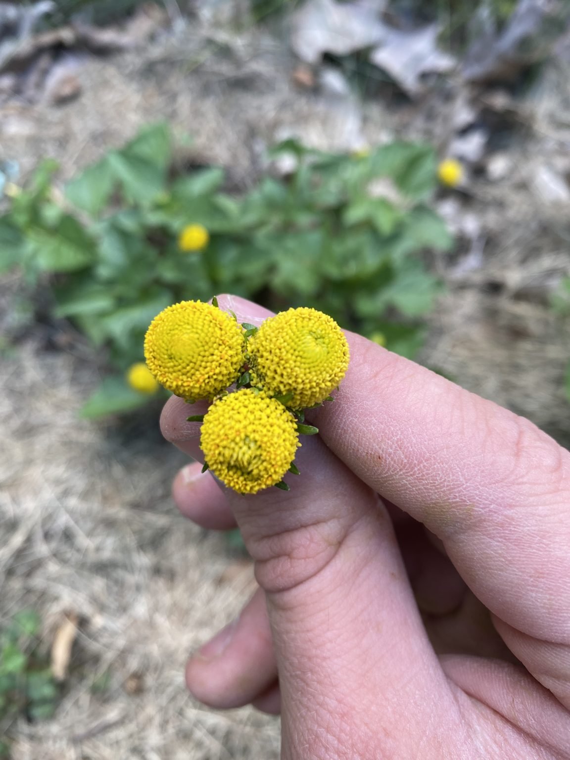 How to grow buzz buttons - Heirloom Grown