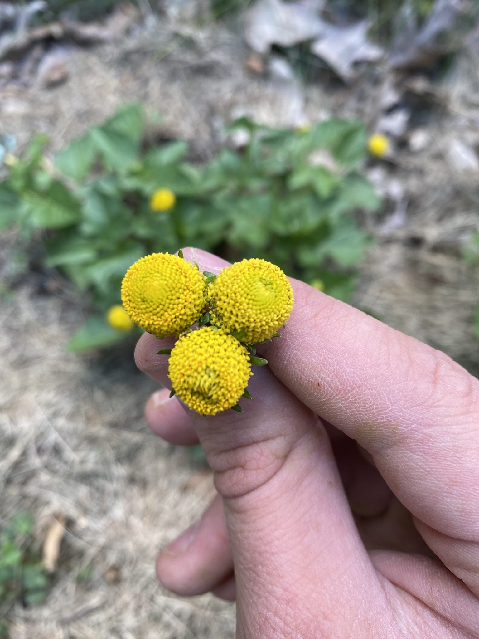 How to grow buzz buttons - Heirloom Grown
