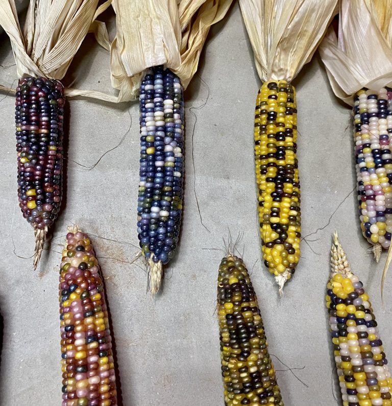 How to grow dazzling glass gem popcorn - Heirloom Grown