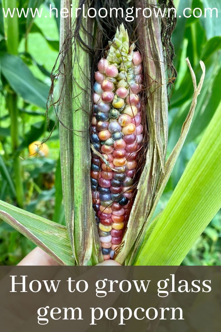 How to grow dazzling glass gem popcorn - Heirloom Grown