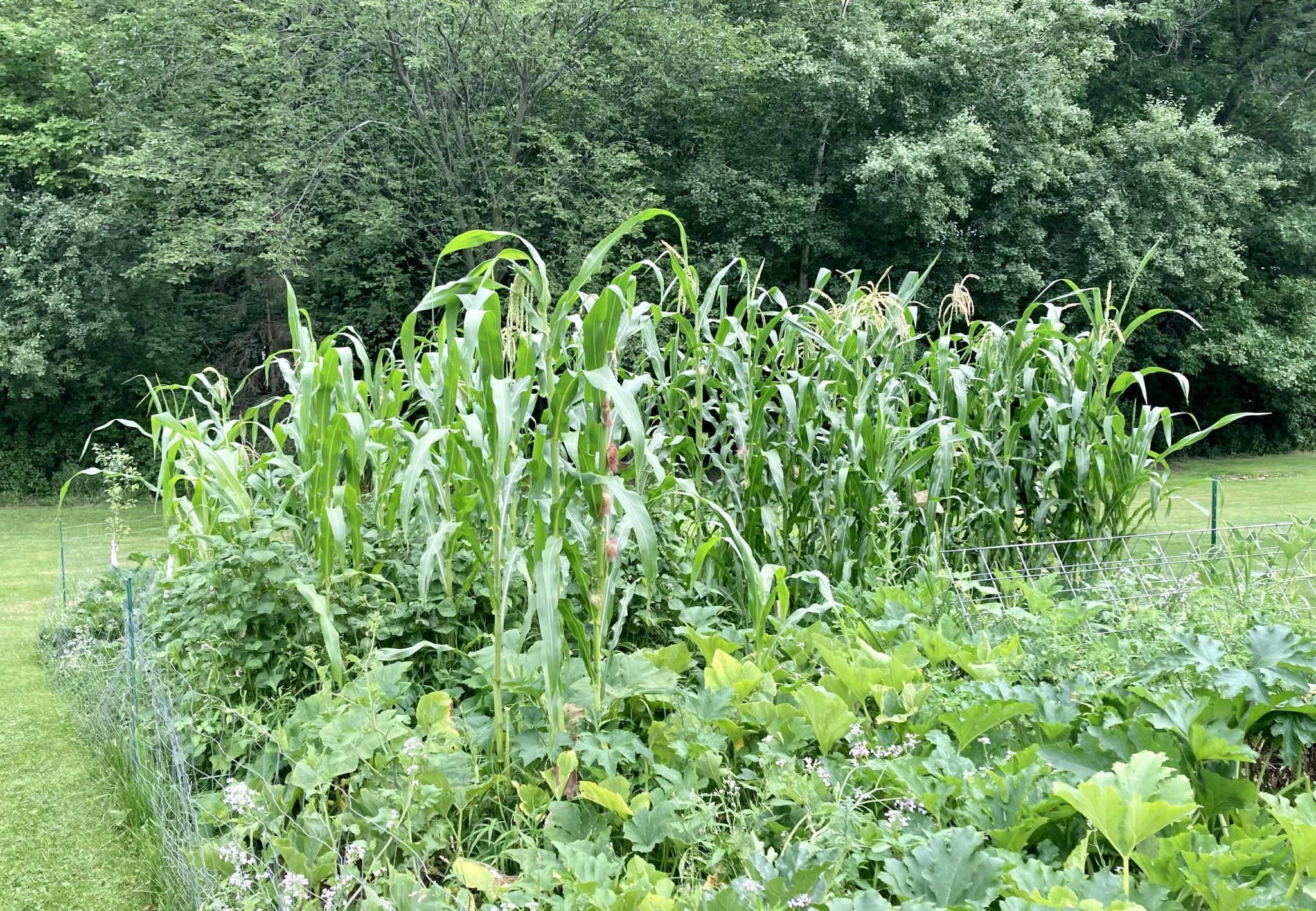 How to grow dazzling glass gem popcorn - Heirloom Grown