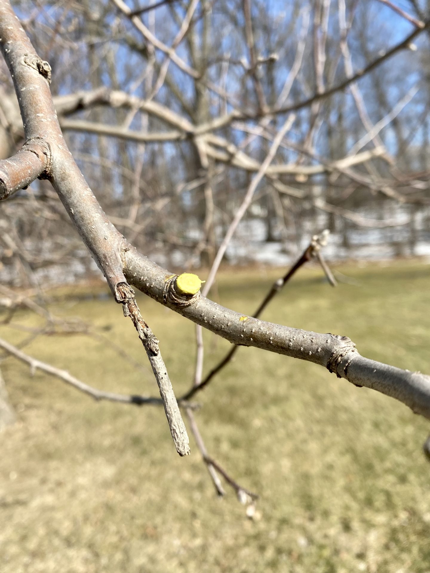 How to prune old apple trees - Heirloom Grown