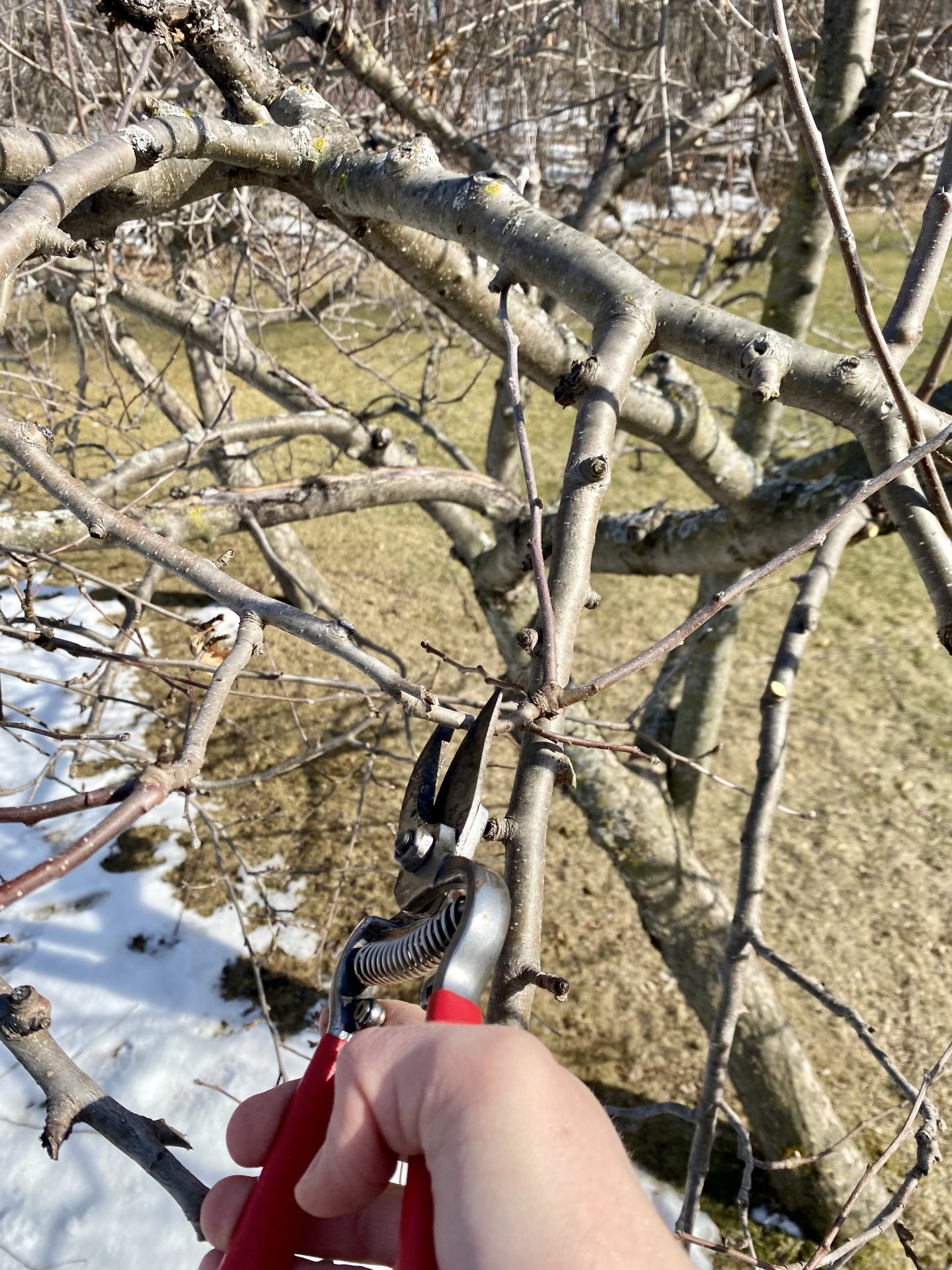 How to prune old apple trees - Heirloom Grown