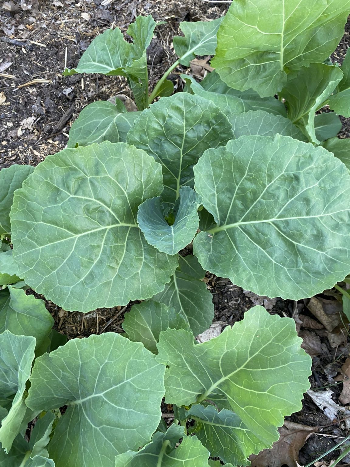 How to Grow Collard Greens - Heirloom Grown
