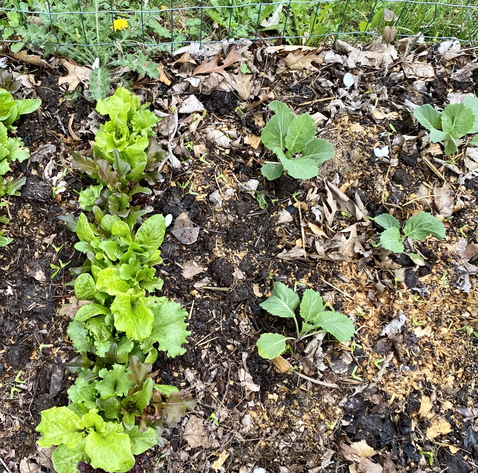 How to Grow Collard Greens - Heirloom Grown