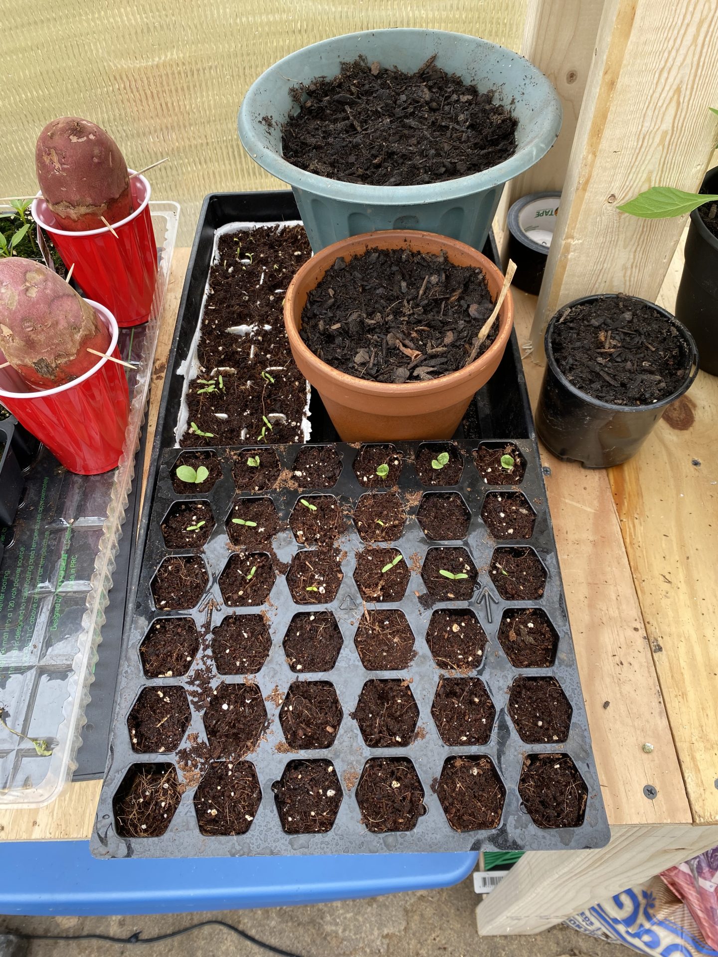Greenhouse Chores for March - Heirloom Grown
