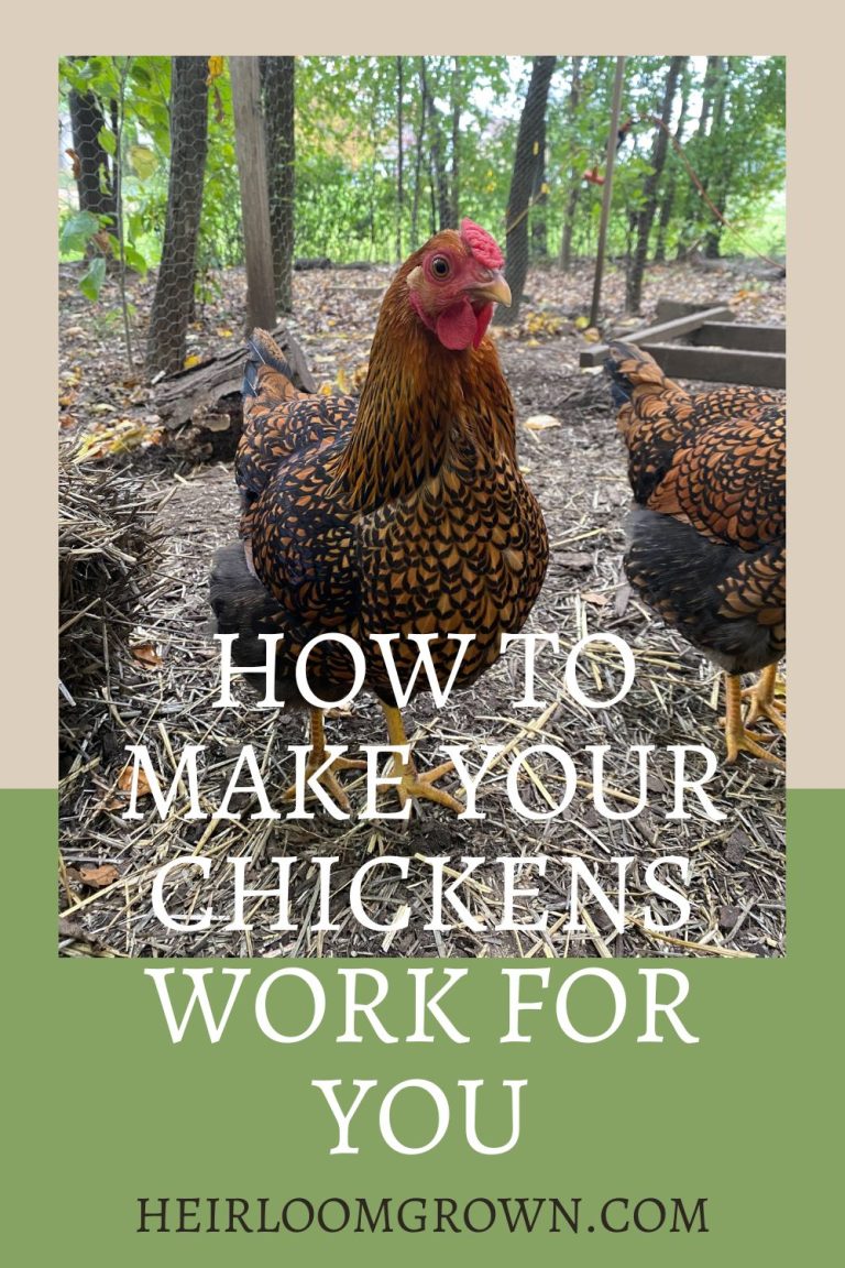 How to Make your Chickens Work for You - Heirloom Grown
