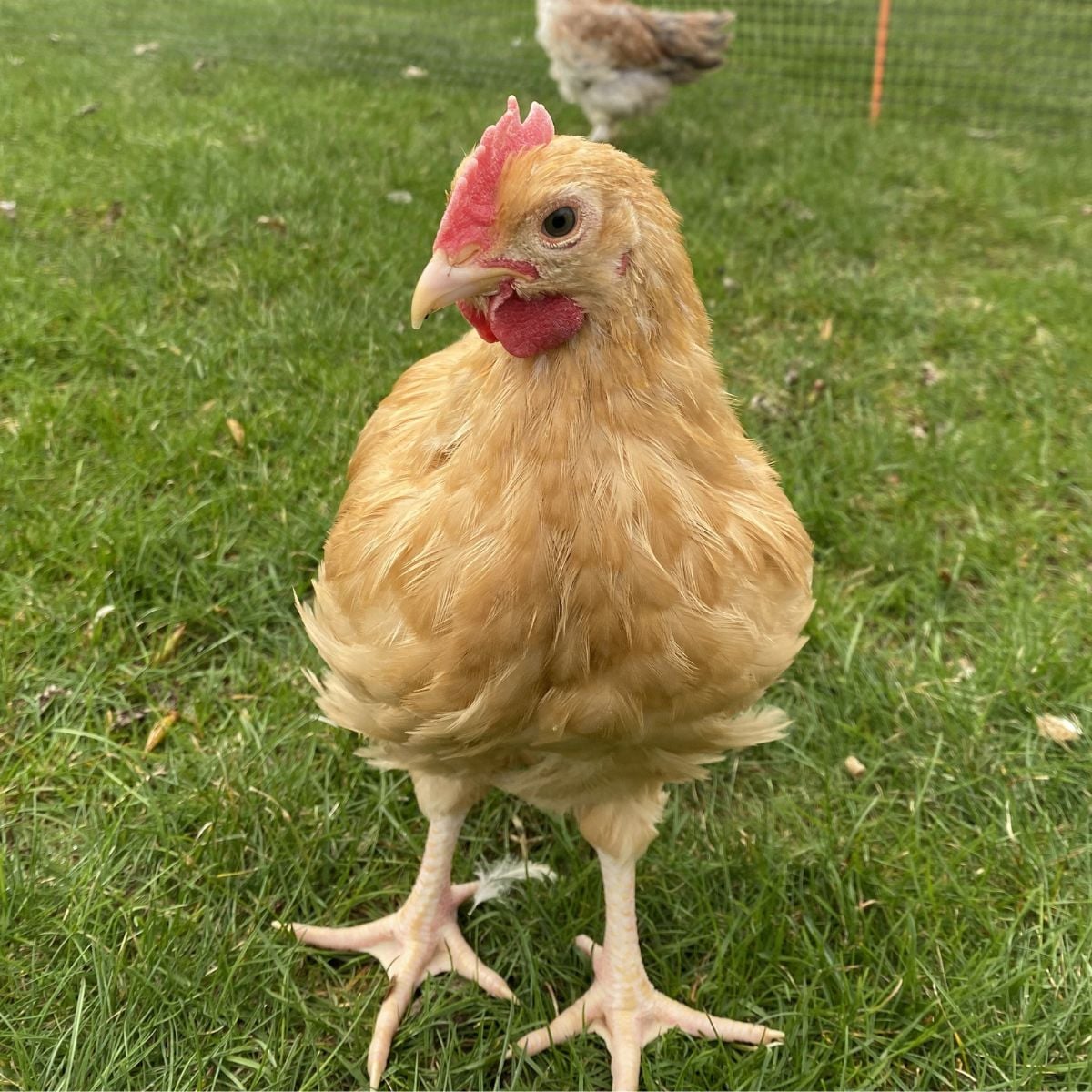 How to tame a rooster - Heirloom Grown
