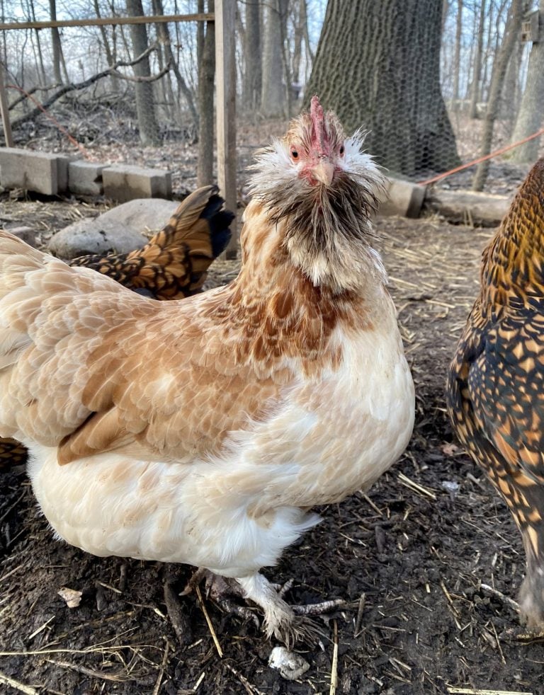 Salmon Faverolle chickens: all you need to know - Heirloom Grown