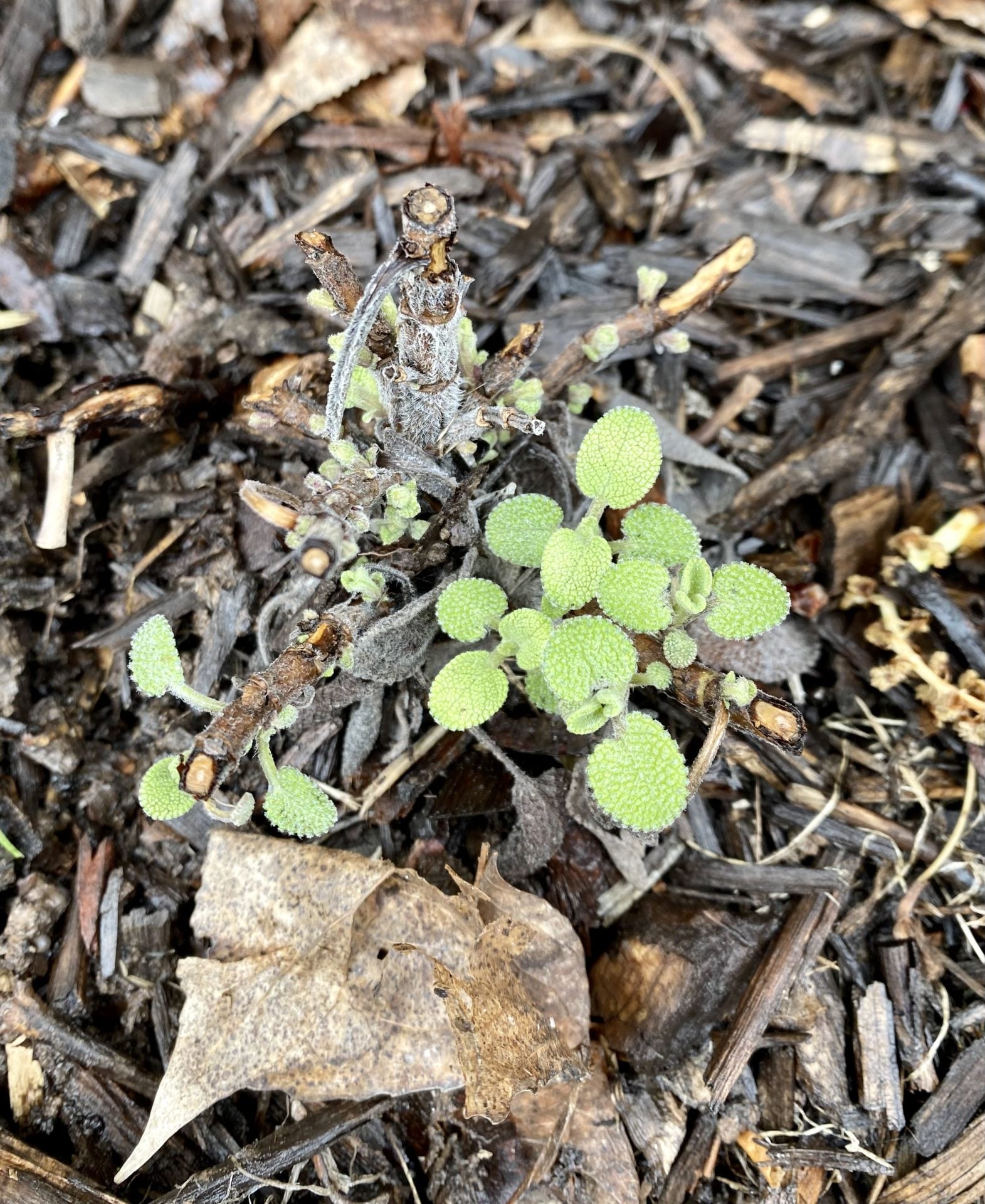 Perennial Herbs Zone 5: Only plant them once - Heirloom Grown