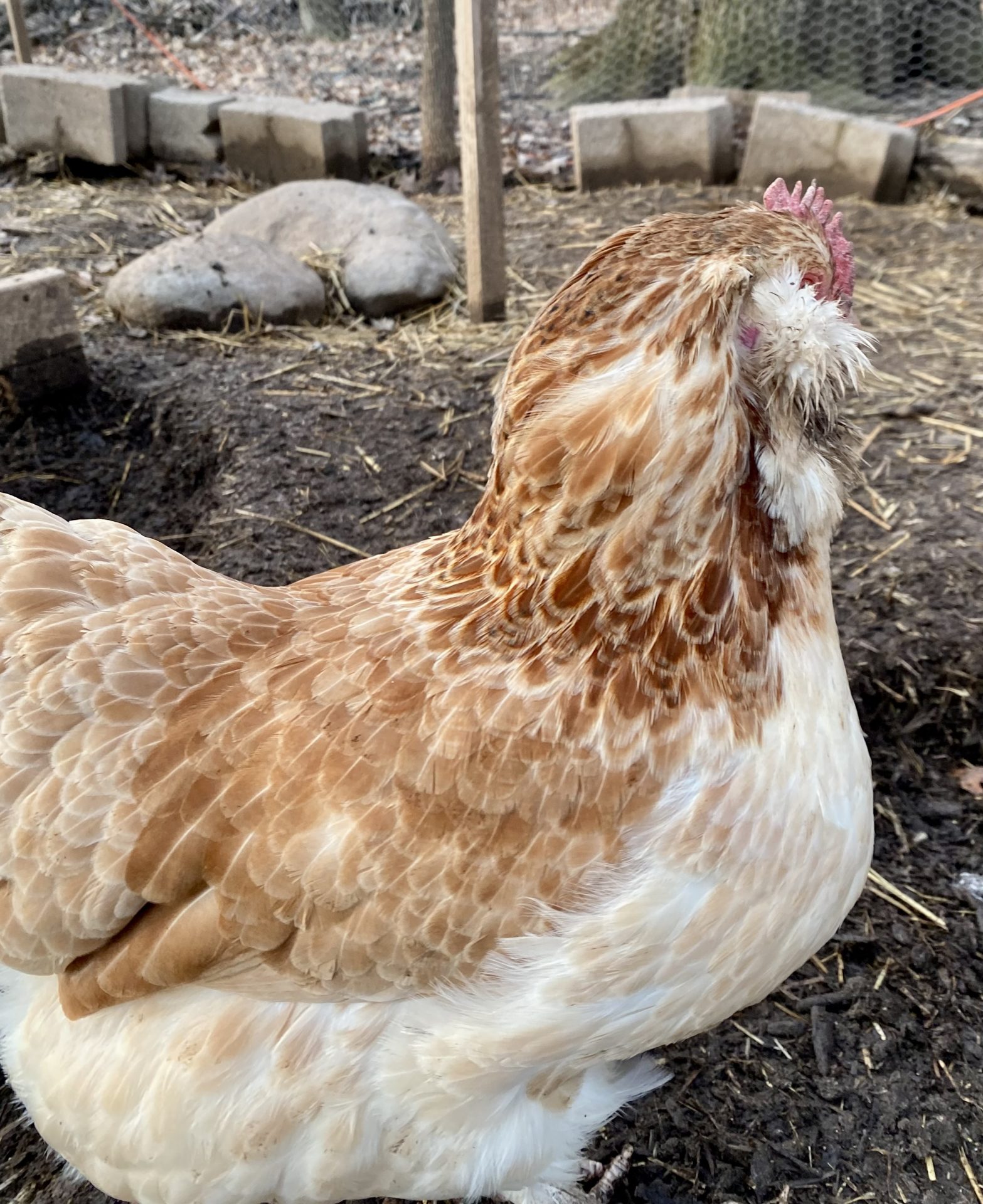 Salmon Faverolle chickens: all you need to know - Heirloom Grown