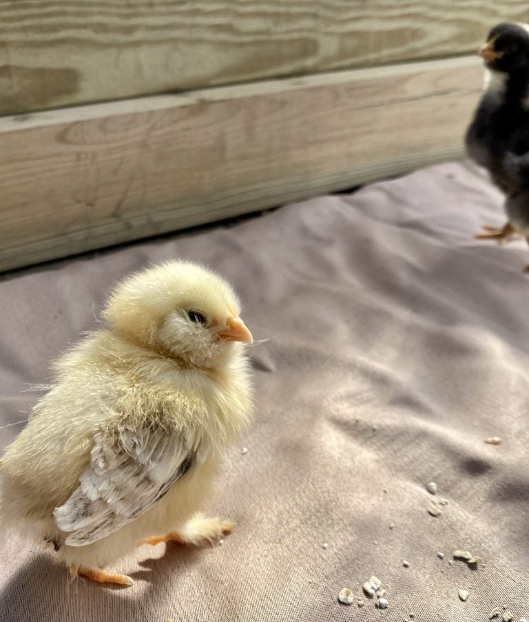 Salmon Faverolle chickens: all you need to know - Heirloom Grown