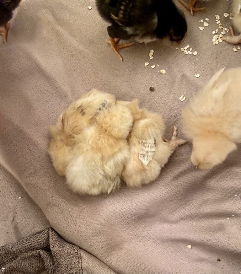 Salmon Faverolle chickens: all you need to know - Heirloom Grown