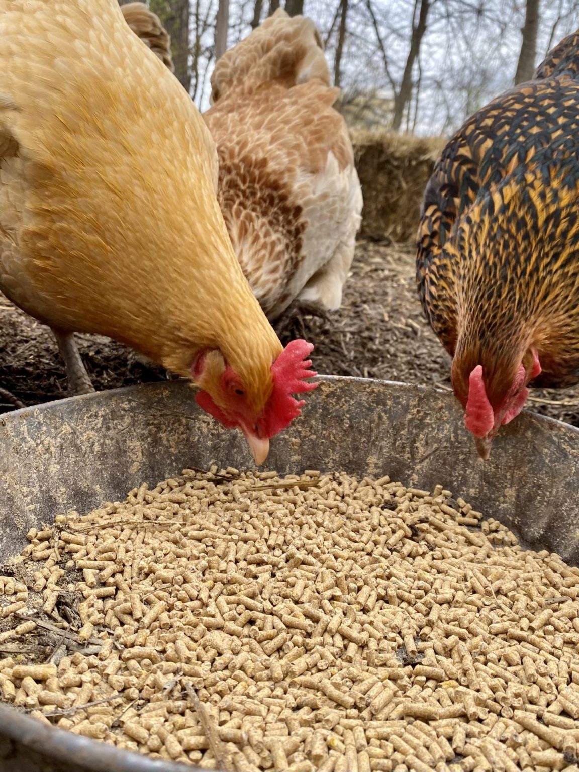 How Much Feed Do Chickens Eat Per Day - Heirloom Grown
