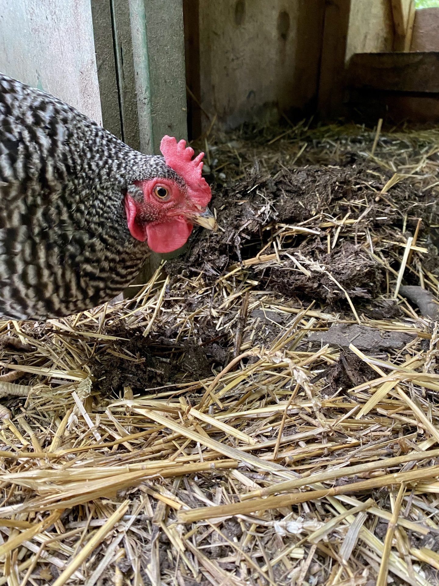 How to clean a chicken coop with a dirt floor - Heirloom Grown