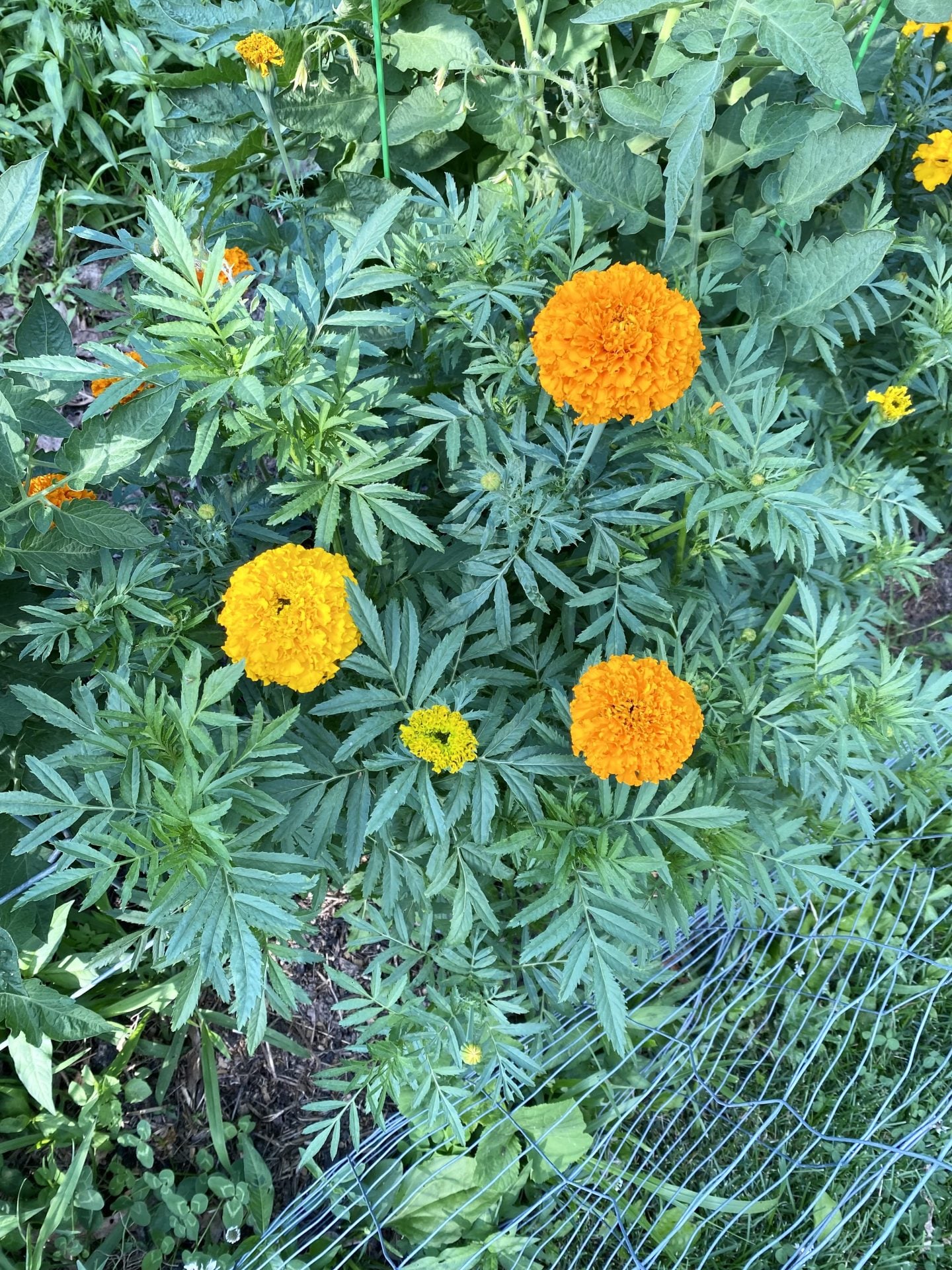 How to save marigold seeds - Heirloom Grown
