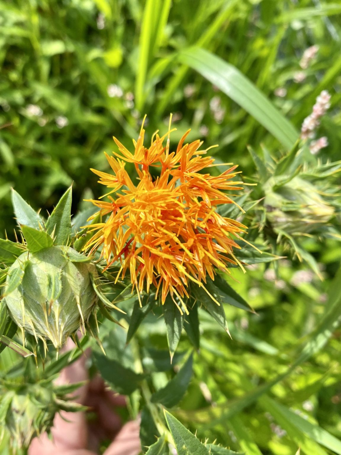 How to Grow Safflower - Heirloom Grown