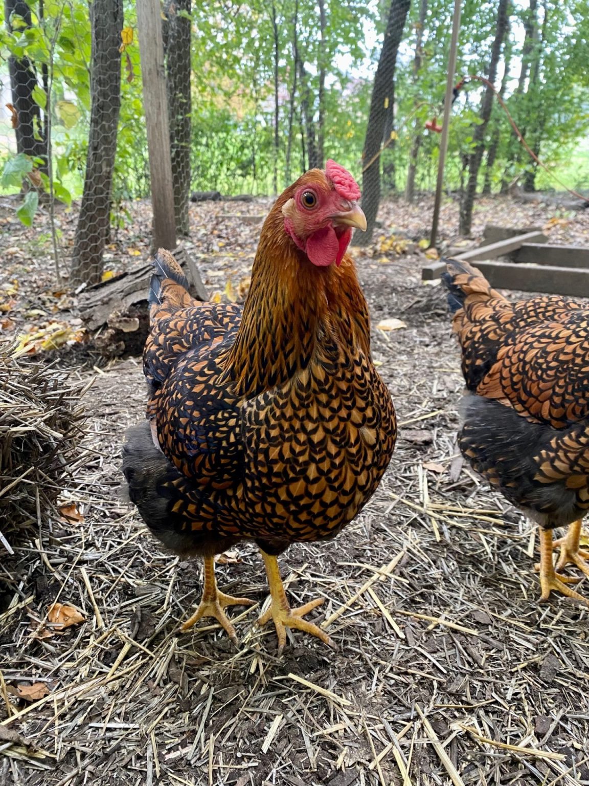 All About Golden Laced Wyandottes - Heirloom Grown