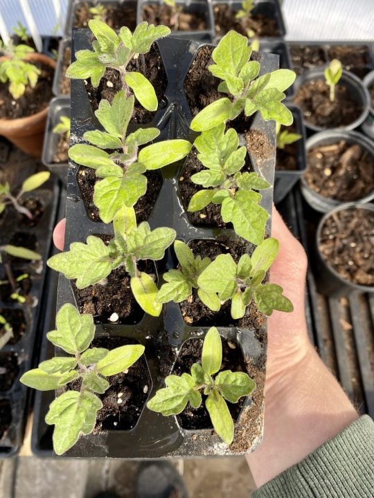 10+ Gardening Skills To Learn - Heirloom Grown