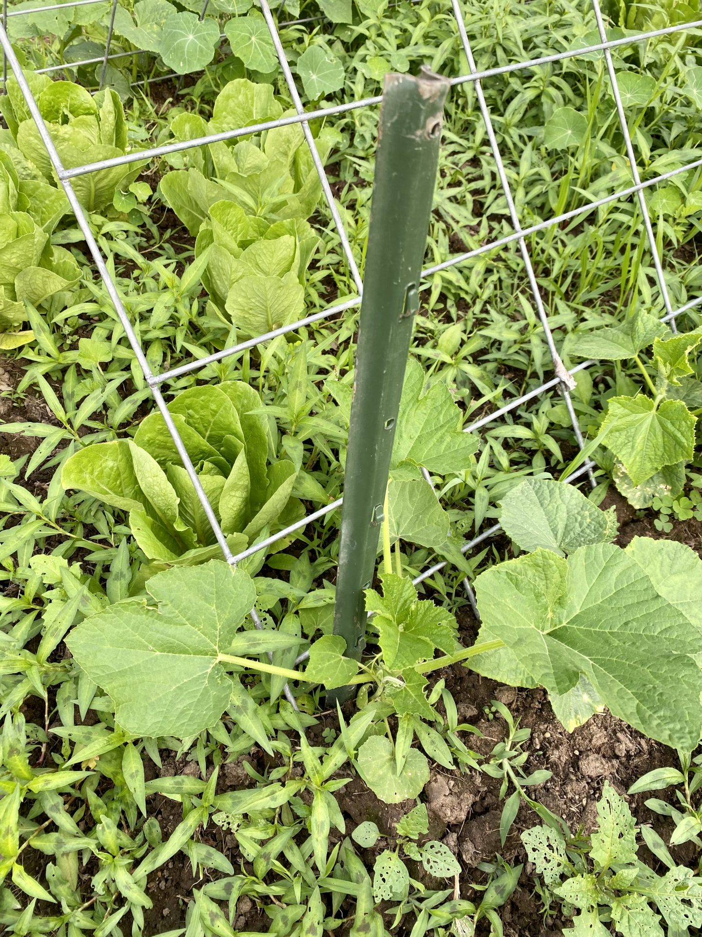 Best Trellis For Cucumbers - Heirloom Grown
