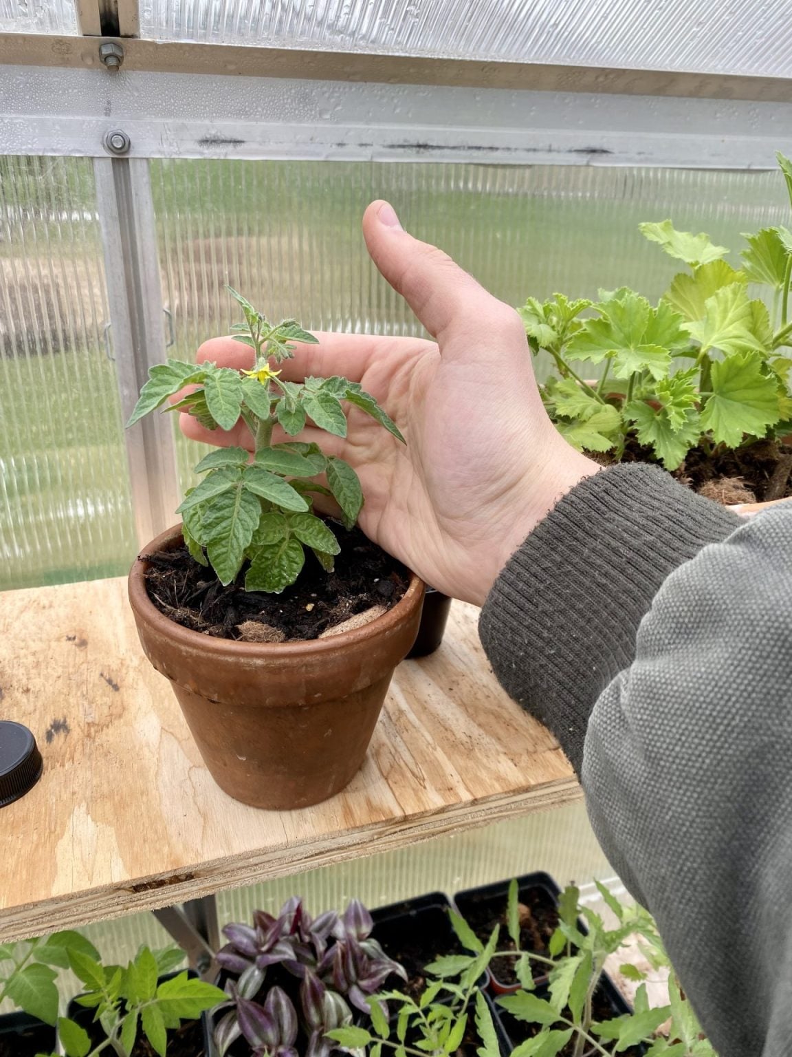 How To Grow Micro Tomatoes - Heirloom Grown