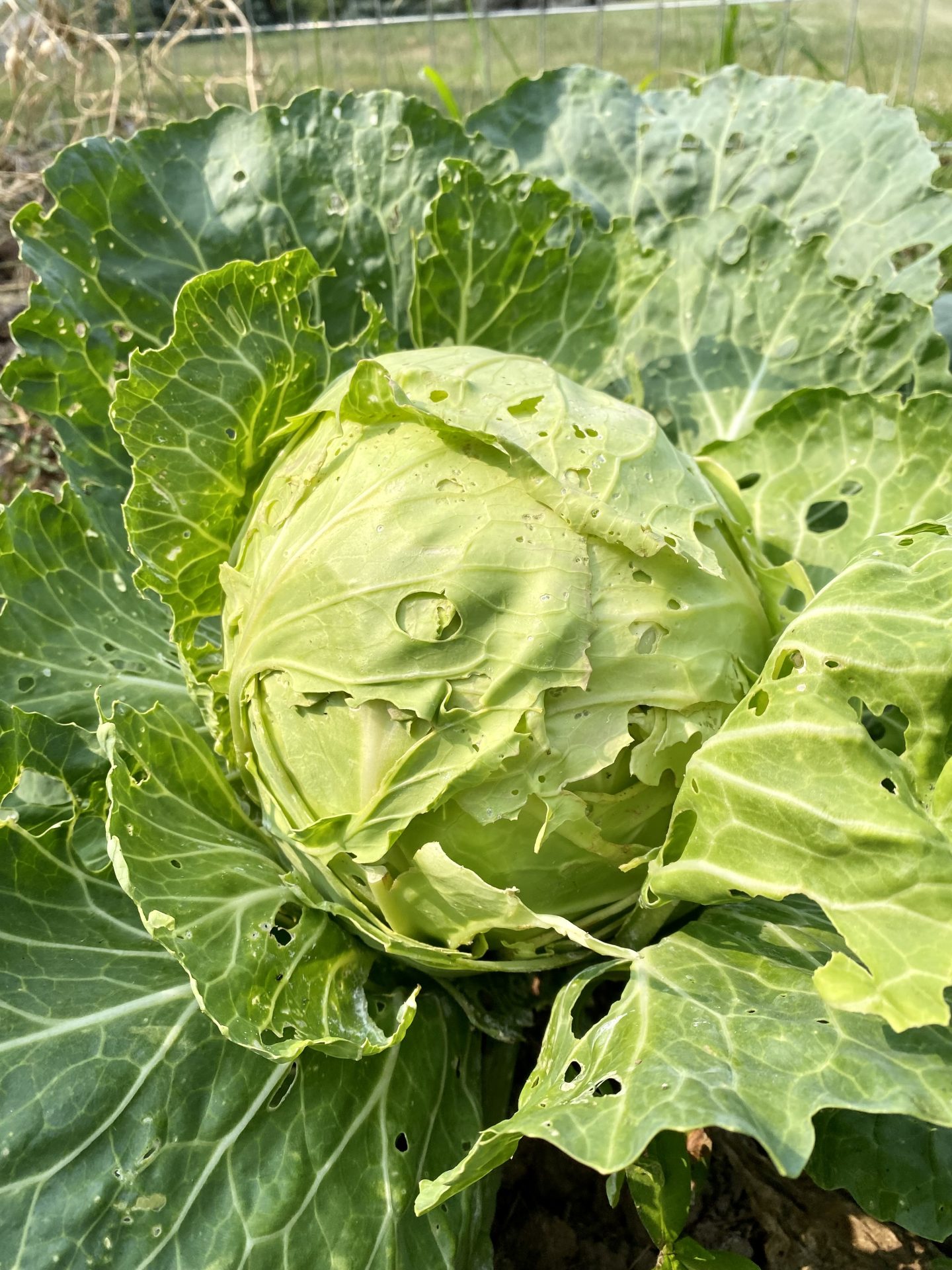 9 Great Fall Garden Plants - Heirloom Grown