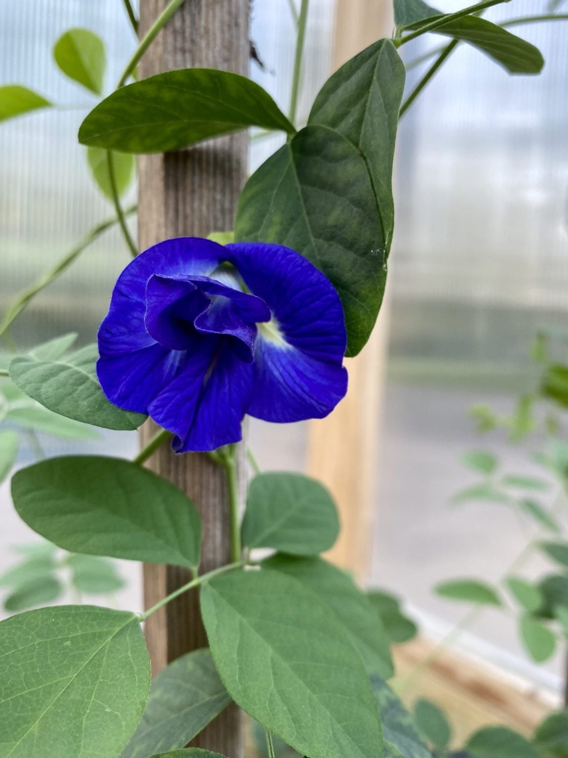 How to grow butterfly pea flowers - Heirloom Grown
