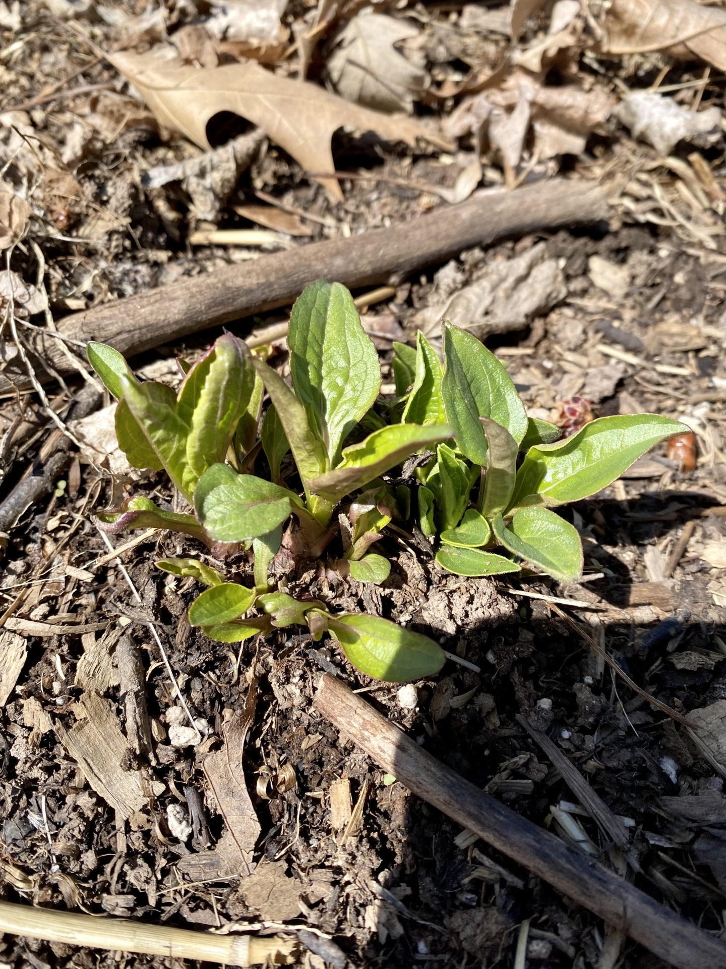 How To Grow Echinacea From Seed - Heirloom Grown
