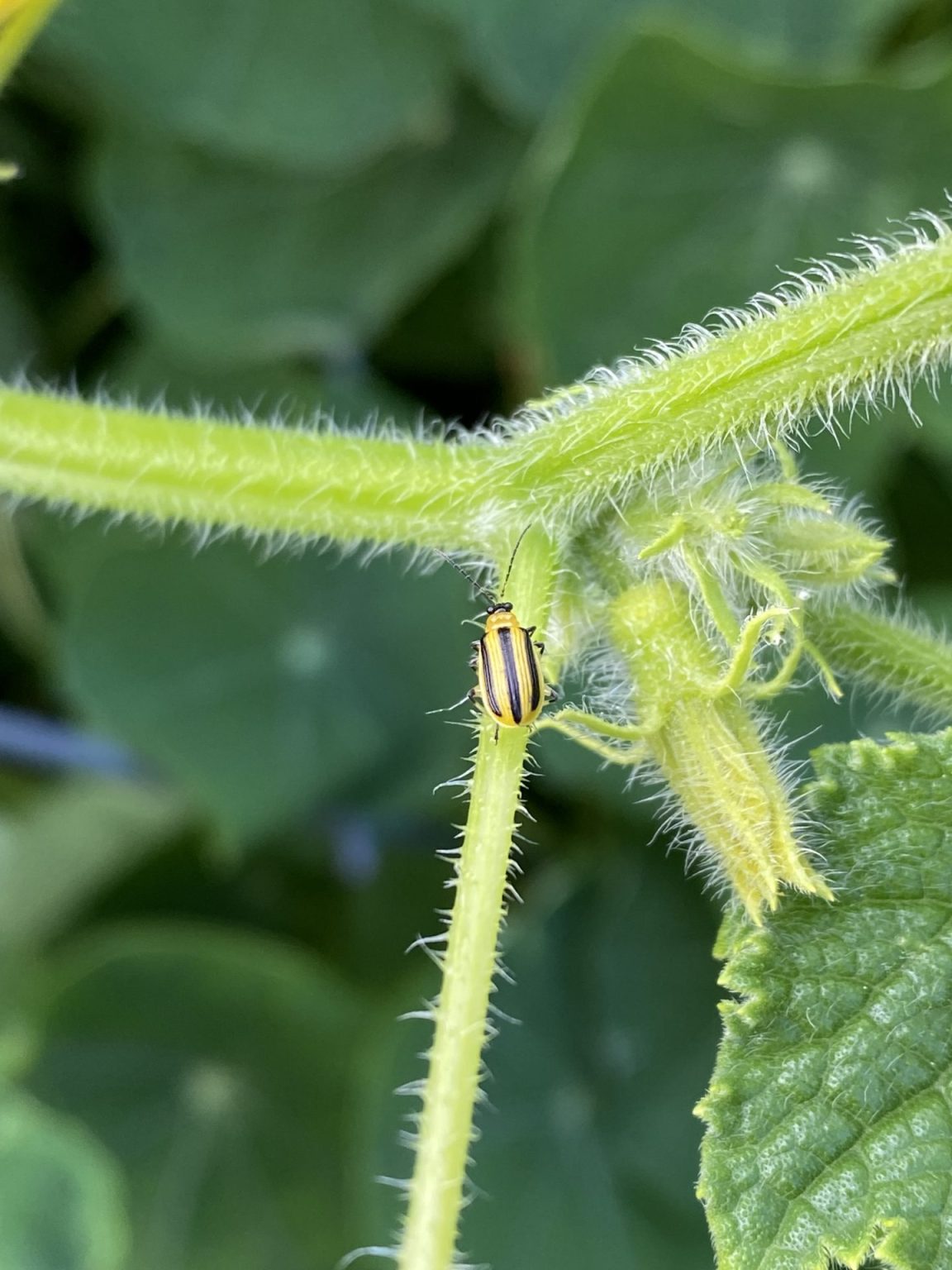 How to get rid of cucumber beetles naturally - Heirloom Grown