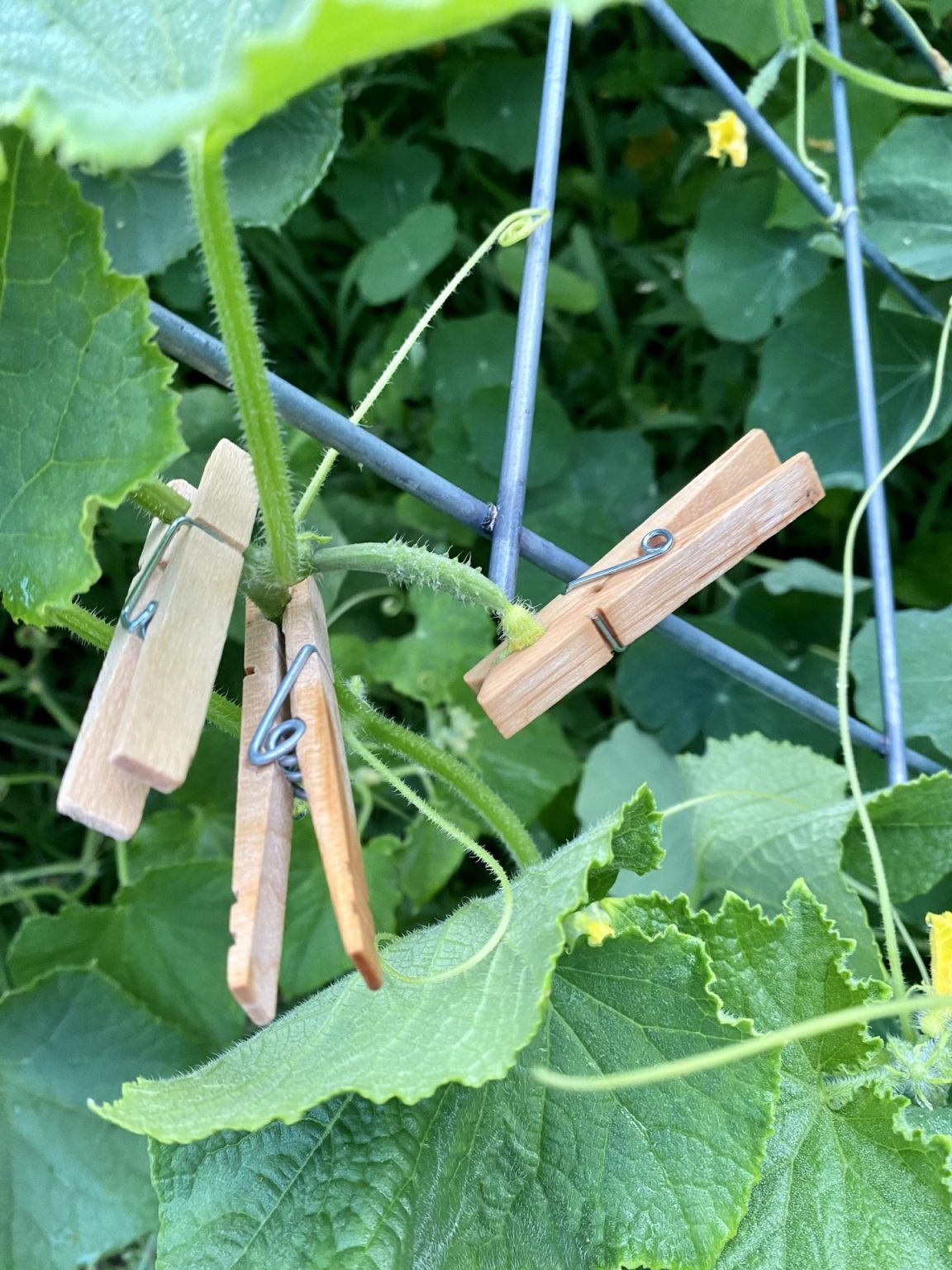 How to Save Cucumber Seeds - Heirloom Grown