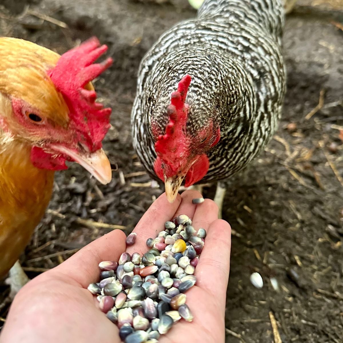 10 Chicken Boredom Busters - Heirloom Grown