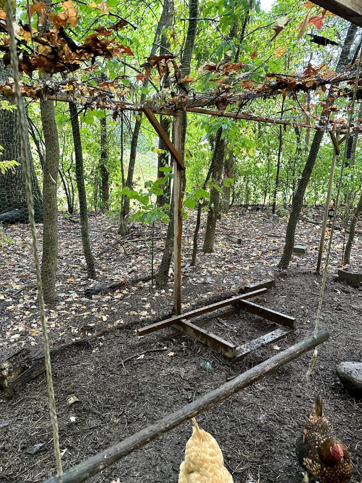 10 Chicken Boredom Busters - Heirloom Grown