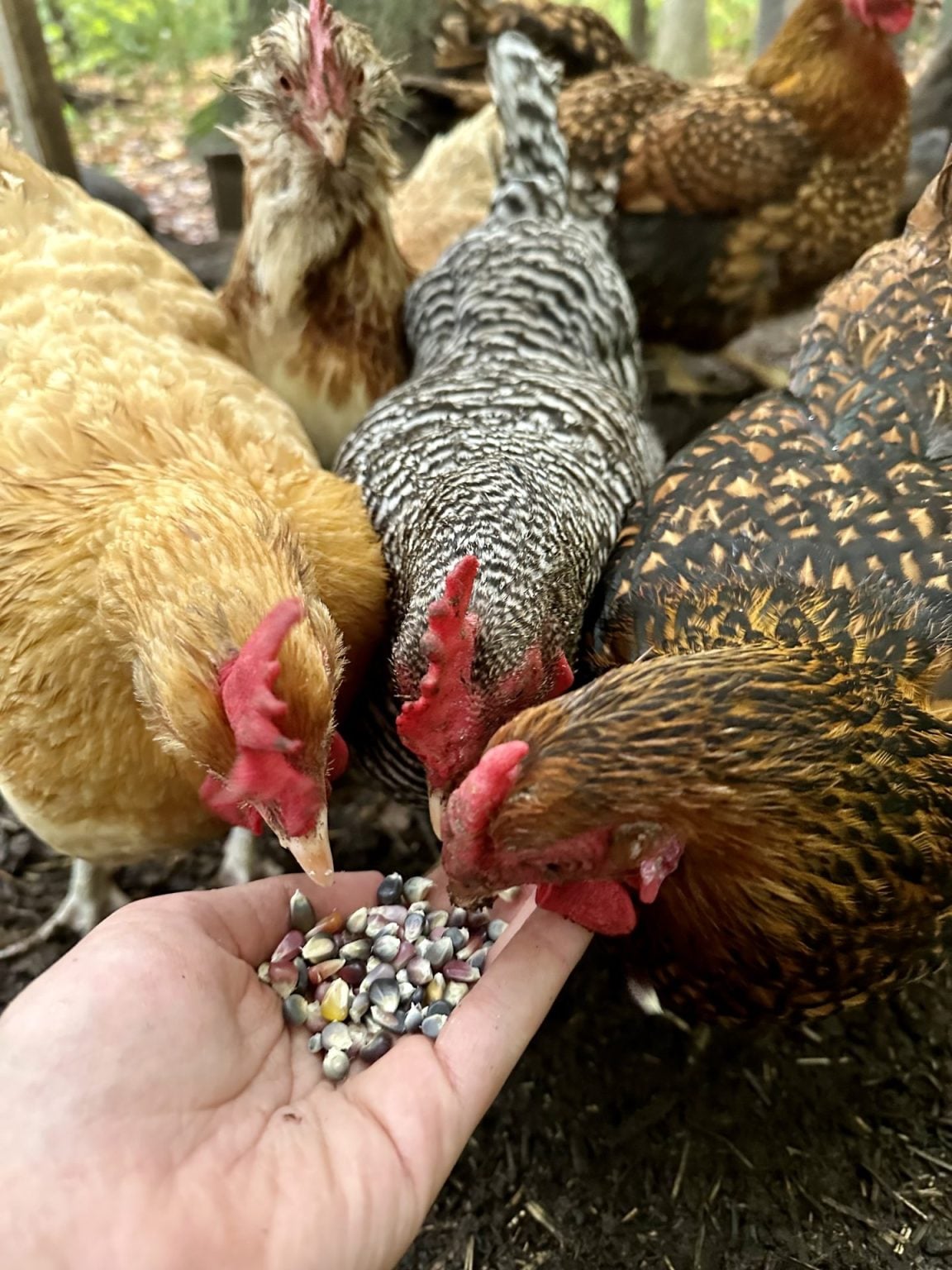 10 Chicken Boredom Busters - Heirloom Grown