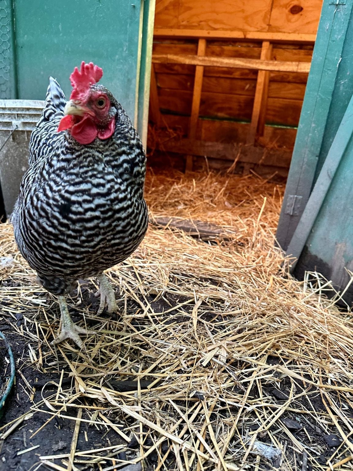 10 Chicken Boredom Busters - Heirloom Grown
