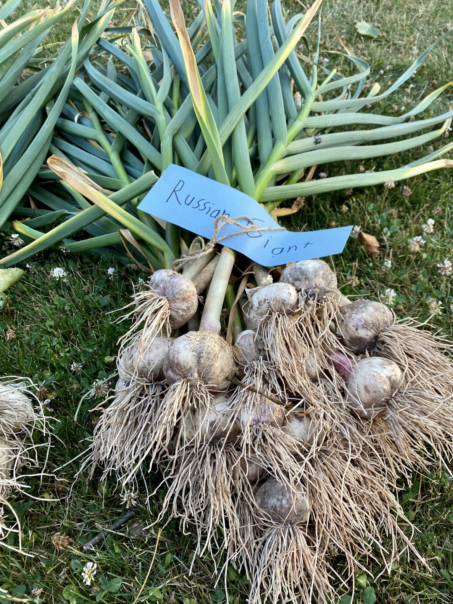 How to Harvest and Cure Garlic - Heirloom Grown