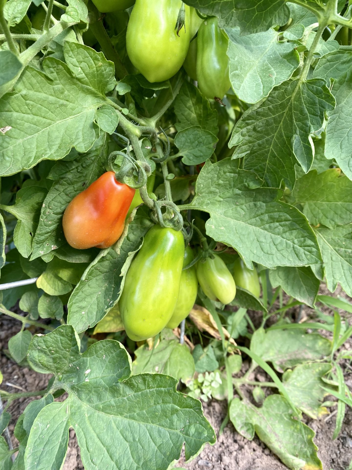 How to Save Tomato Seeds - Heirloom Grown