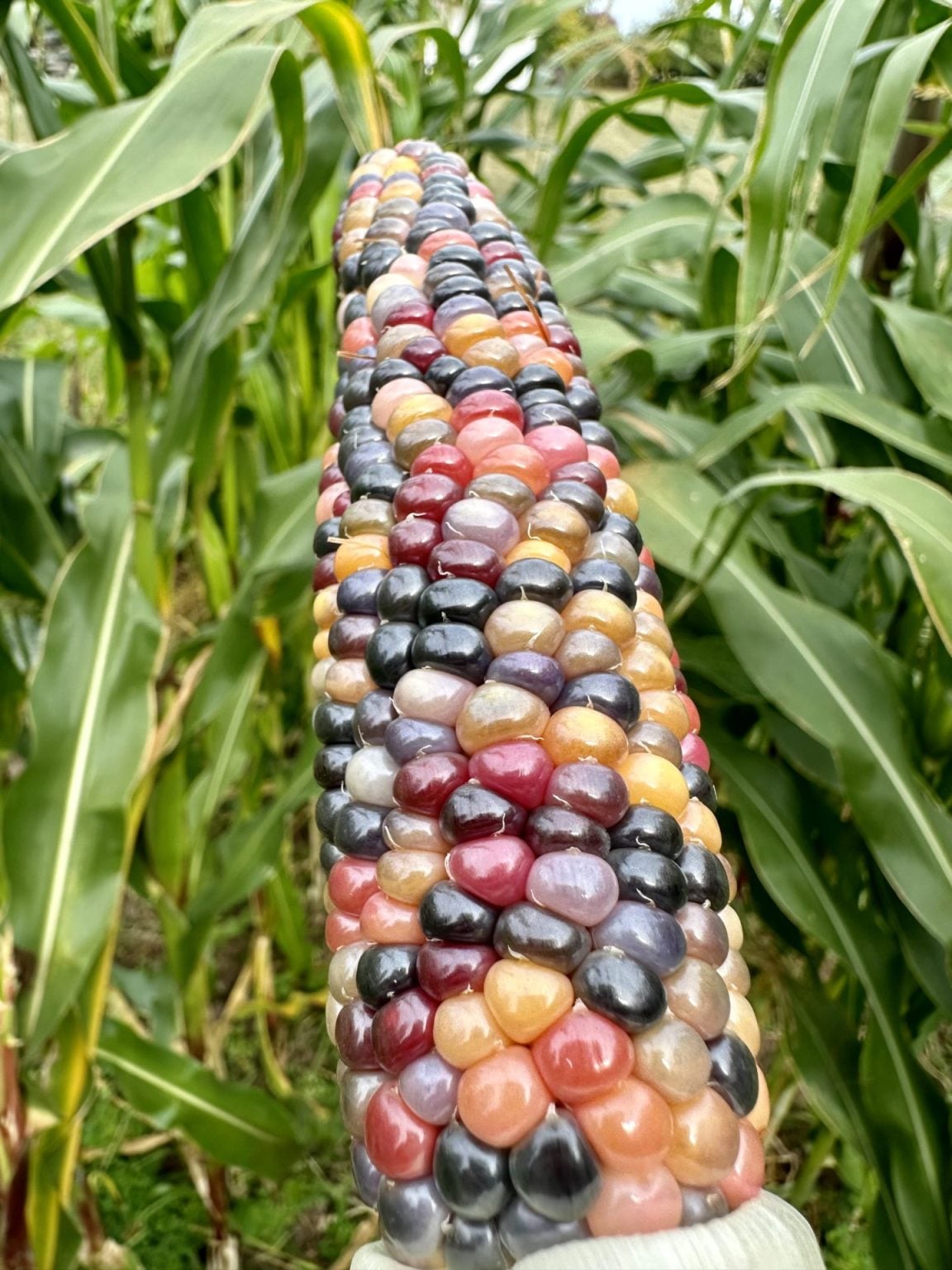 How to grow dazzling glass gem popcorn - Heirloom Grown