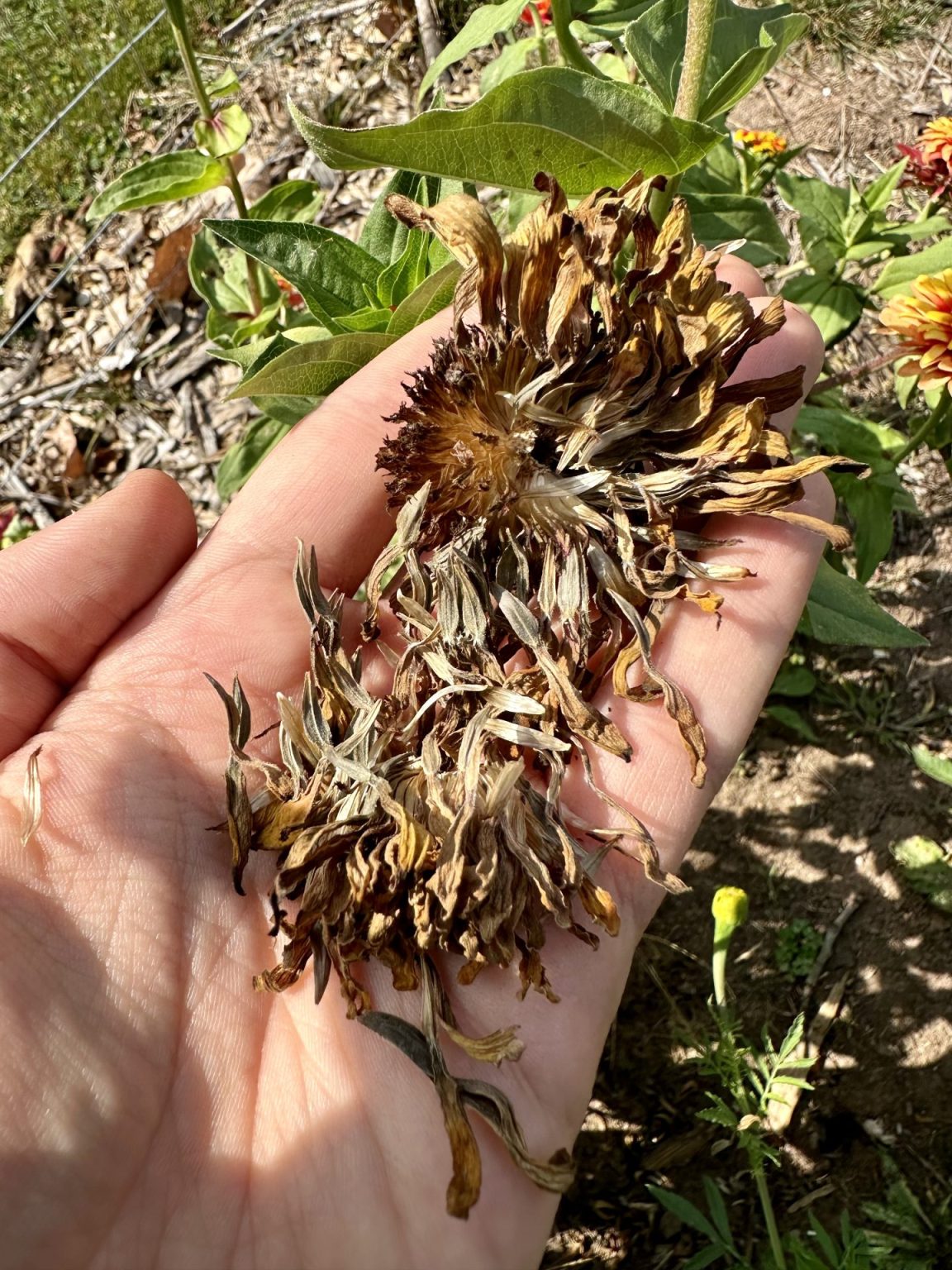 How to Save Zinnia Seeds - Heirloom Grown