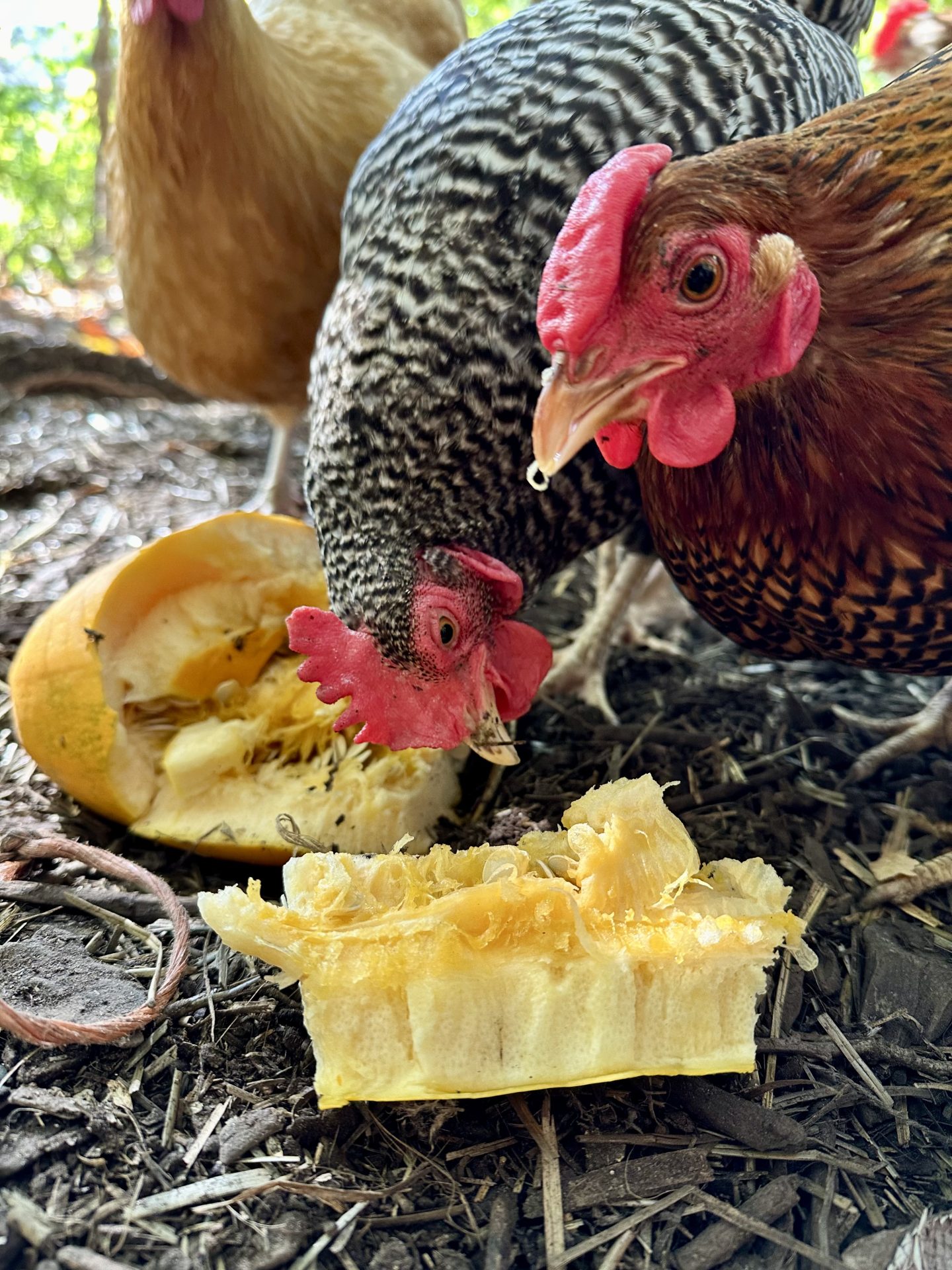 How To Get Dark Orange Egg Yolks - Heirloom Grown